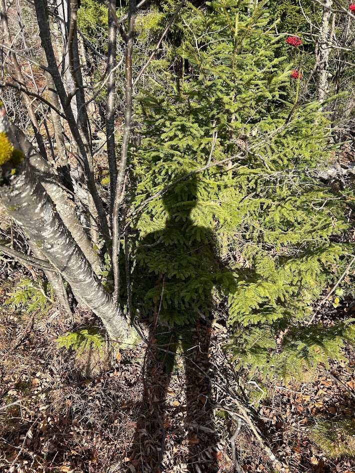 Recent Publications – Emily Light